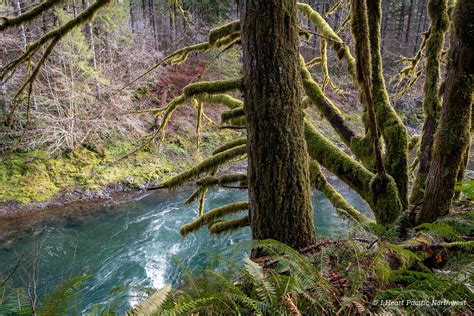 I Heart Pacific Northwest