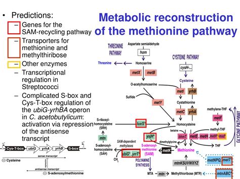 Ppt Comparative Genomics And Metabolic Reconstruction Of Bacterial Genomes Powerpoint