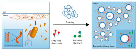 Bacterial Cellulose Production Modification And Perspectives In Biomedical Applications