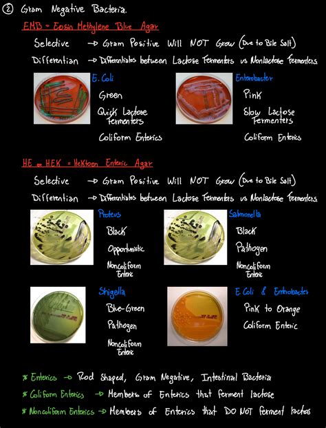 2 Gram Negative Bacteria Microbio Final Gram Negative Bacteria Emb