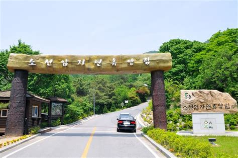 솔솔 부는 산바람의 매력 단양 휴양림 속으로 시사종합뉴스