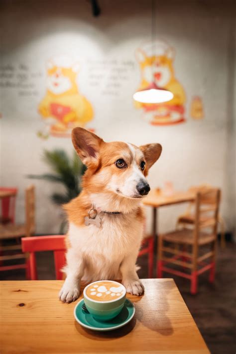 Corgi Cafe Specialty Coffee And Brunch Barcelona