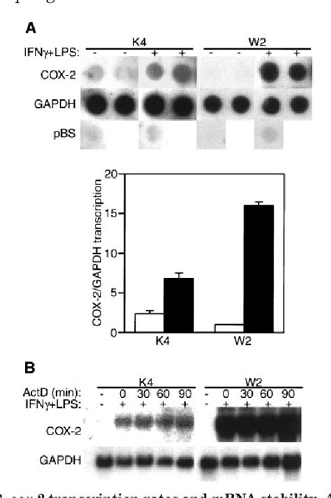 Figure 1 From The Transcription Factor C Ebpβ Is Essential For Inducible Expression Of The Cox 2