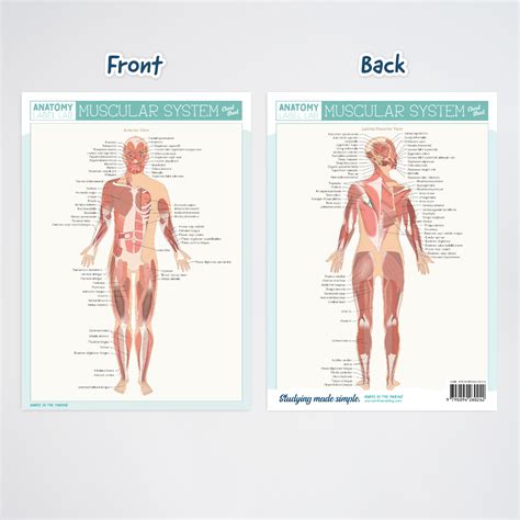 Anatomy Label Lab Workbook® Nurseinthemaking