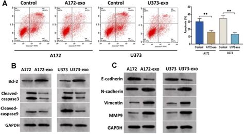 Glioma Derived Exosomes Inhibit Glioma Cell Apoptosis A Apoptosis Of Download Scientific