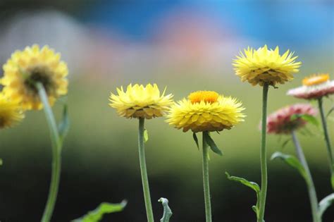 Догледање Јули добредојде Август МОЈ ПОРТАЛ