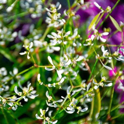 Euphorbia Breathless Blush