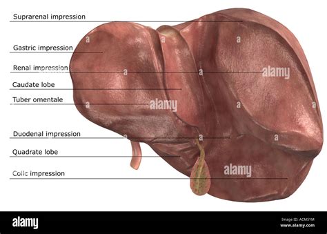 The Liver And The Gallbladder Stock Photo Alamy
