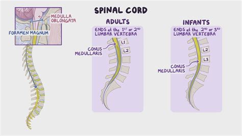 Video Anatomy Of The Vertebral Canal