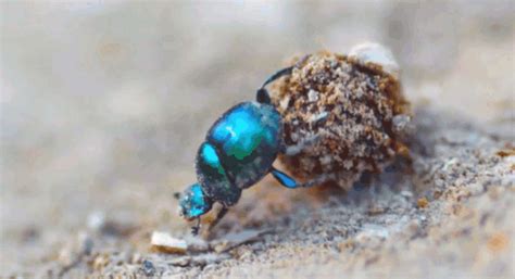Sisyphus Beetle Funny Beetle  Sisyphus Beetle Beetle Funny Beetle