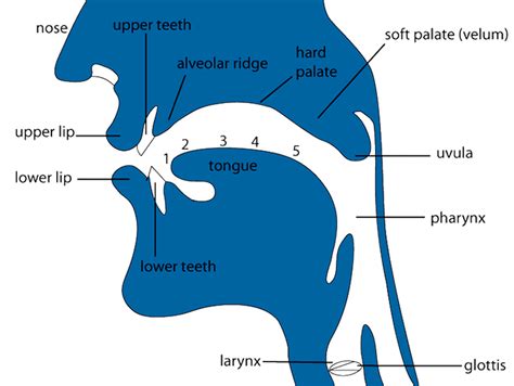 Eu Pt Tricky R And L Consonants The Mimic Method