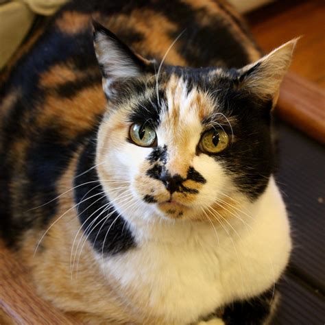 Tortoiseshell Cat Wallpapers Wallpaper Cave