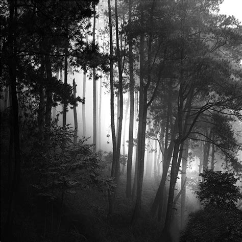 Jungle Mist On Behance