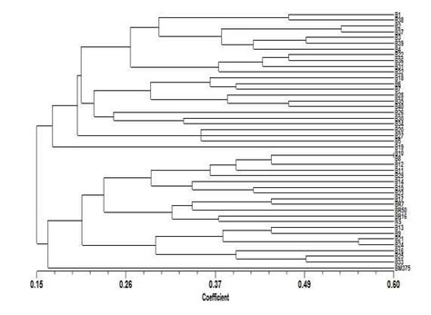 dendrogram of 40 balam rice germplasm derived from upgma cluster