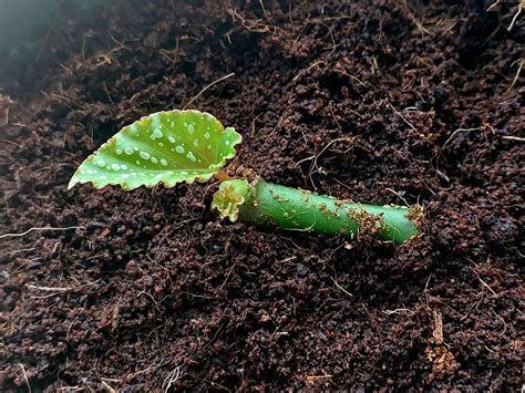 I Tried Orchid Propagation Method On Begonia Rpropagation