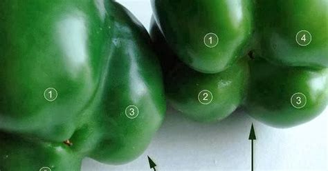 The Phytophactor Pepper Sex You Must Be Kidding