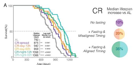 Sync Your Circadian Rhythms And Time Restricted Feeding To Optimize Health Garma On Health