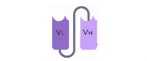 The Single Chain Fragment Variable Format 43 V H And V L Are Download Scientific Diagram