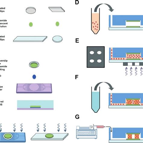 Schematic Of Microfluidic Device Fabrication And 3d Cell Encapsulation Download Scientific