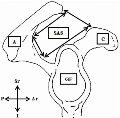 Subacromial Space