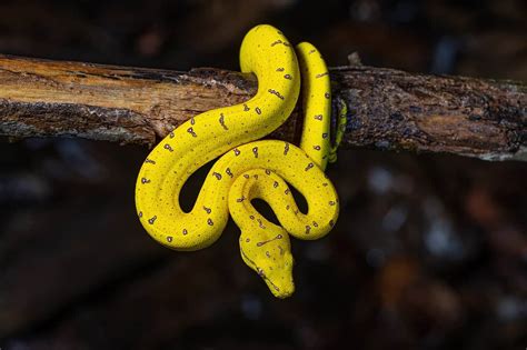 10 Facts About The Green Tree Python Snake Radar