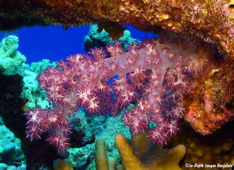 Dendronephthya Sp Marshall Islands