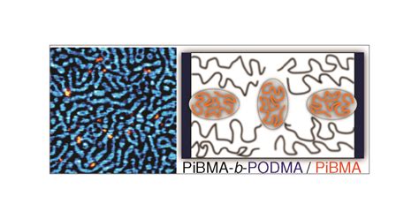 Conformation Of Single Homopolymer Chain In Microphase Separated Block Copolymer Monolayer