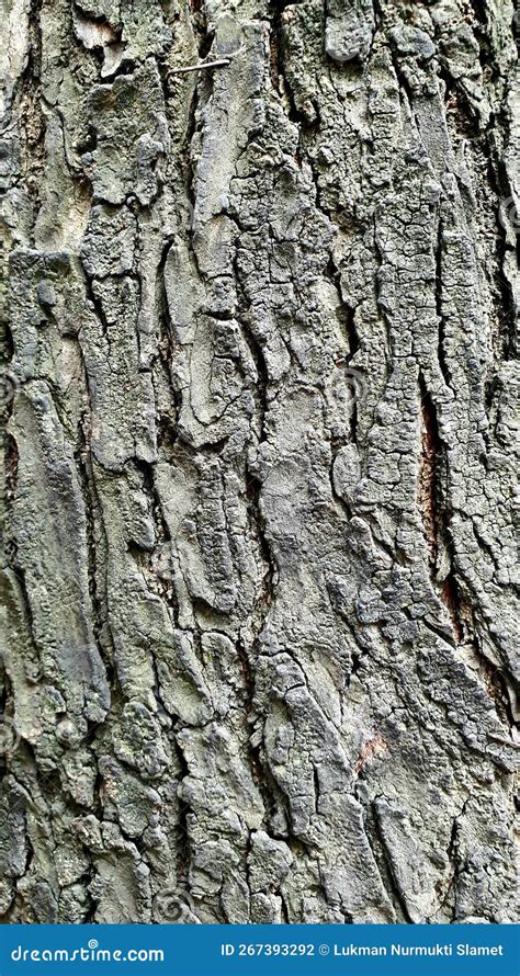 Pattern Tree Textire Stock Photo Image Of Tree Texture 267393292