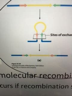 Lecture Biochem Lecture Flashcards Quizlet