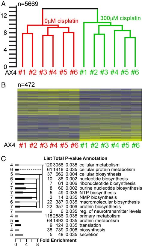 the transcriptional response to cisplatin treatment expression data