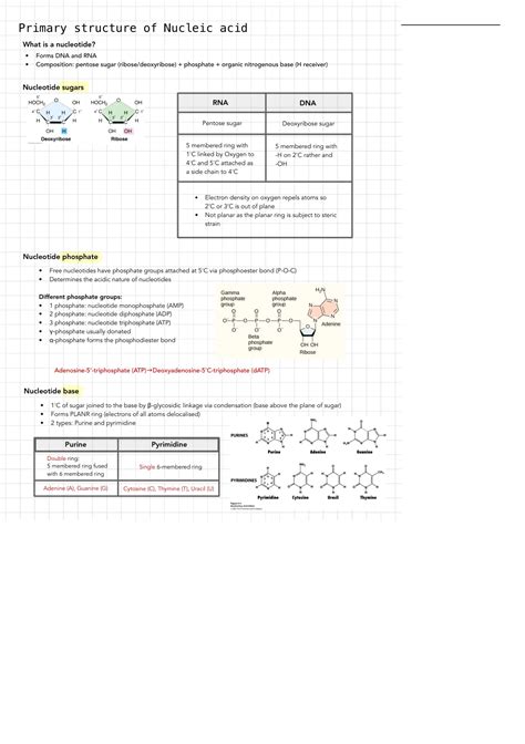 Summary Primary Structure Of Nucleic Acid Molecular Biology Stuvia Uk