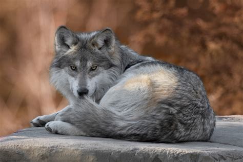 Mexican Wolf Population