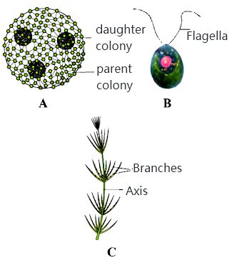 Identify The Given Figures Of Algae And Select The Correct Option Filo