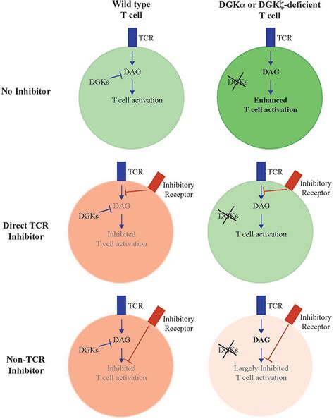 Model Of Enhanced T Cell Activity In Dgk Deficient T Cells Dgkα And