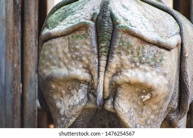 160 Rhino Back View Images Stock Photos Vectors Shutterstock