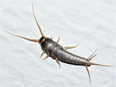 10 Common Bathroom Bugs And How To Get Rid Of Them Alta Pest Control