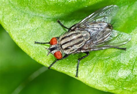 First Insects On Land