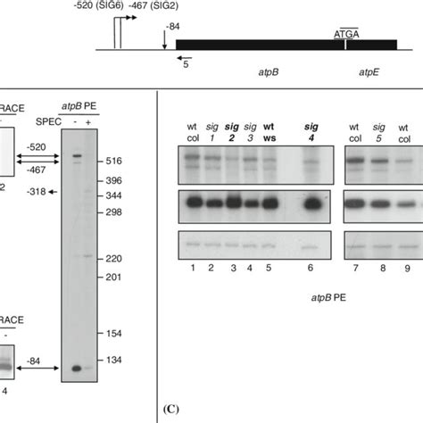 5 0 End Mapping Of Atpf And Atpa Transcripts A Schematic Presentation Download Scientific