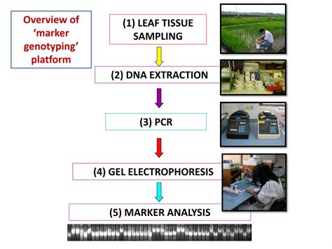 MARKER ASSISTED SELECTION IN CROP IMPROVEMENT PPTX