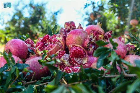 اقتصادي إزهار ما يزيد عن 80 ألف شجرة رمان بمنطقة تبوك