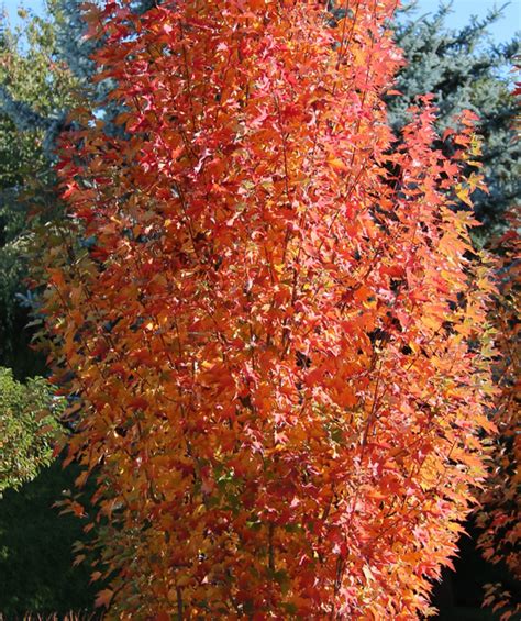 Armstrong Gold® Columnar Red Maple Red Maple Tree Columnar Trees Red Maple