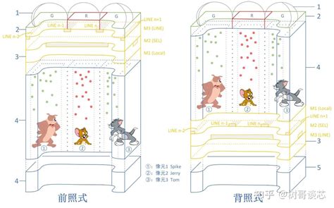 形象了解一下前照式和背照式 知乎