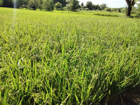 နတ်မောက်မြို့နယ်တွင် မနောသုခစံကွက်များ အောင်မြင်ဖြစ်ထွန်းလျက်ရှိ Information And Public