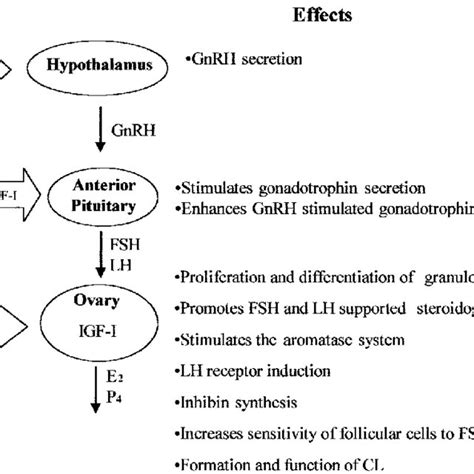 Summary Of The Effects Of Igf I On The Reproductive Axis In Dairy Cattle Download Scientific