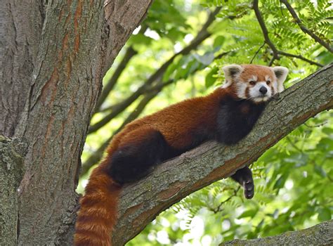 Red Panda Relatives