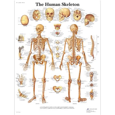Map Of Human Body Skeletal System Classic Vintage Retro Kraft Decorative Poster Maps Home Bar