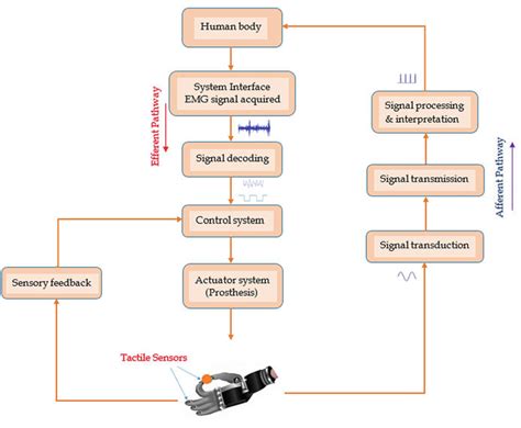 4 Closed Loop Architecture For Restoring Sensory Feedback Download