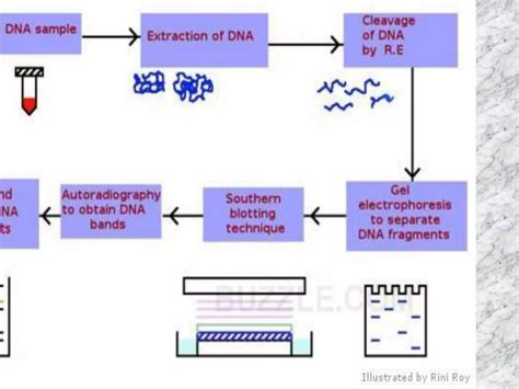 Forensic DNA Profiling PPTX