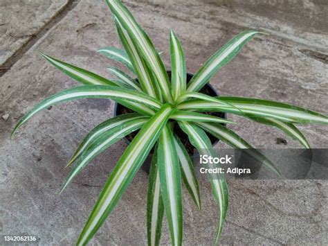 드라카에나 마포라타 사진이라고 불리는 길고 뾰족한 잎을 가진 식물 드라세나에 대한 스톡 사진 및 기타 이미지 드라세나 식물