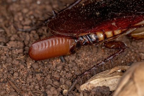 Smokybrown Roaches Identification And Removal